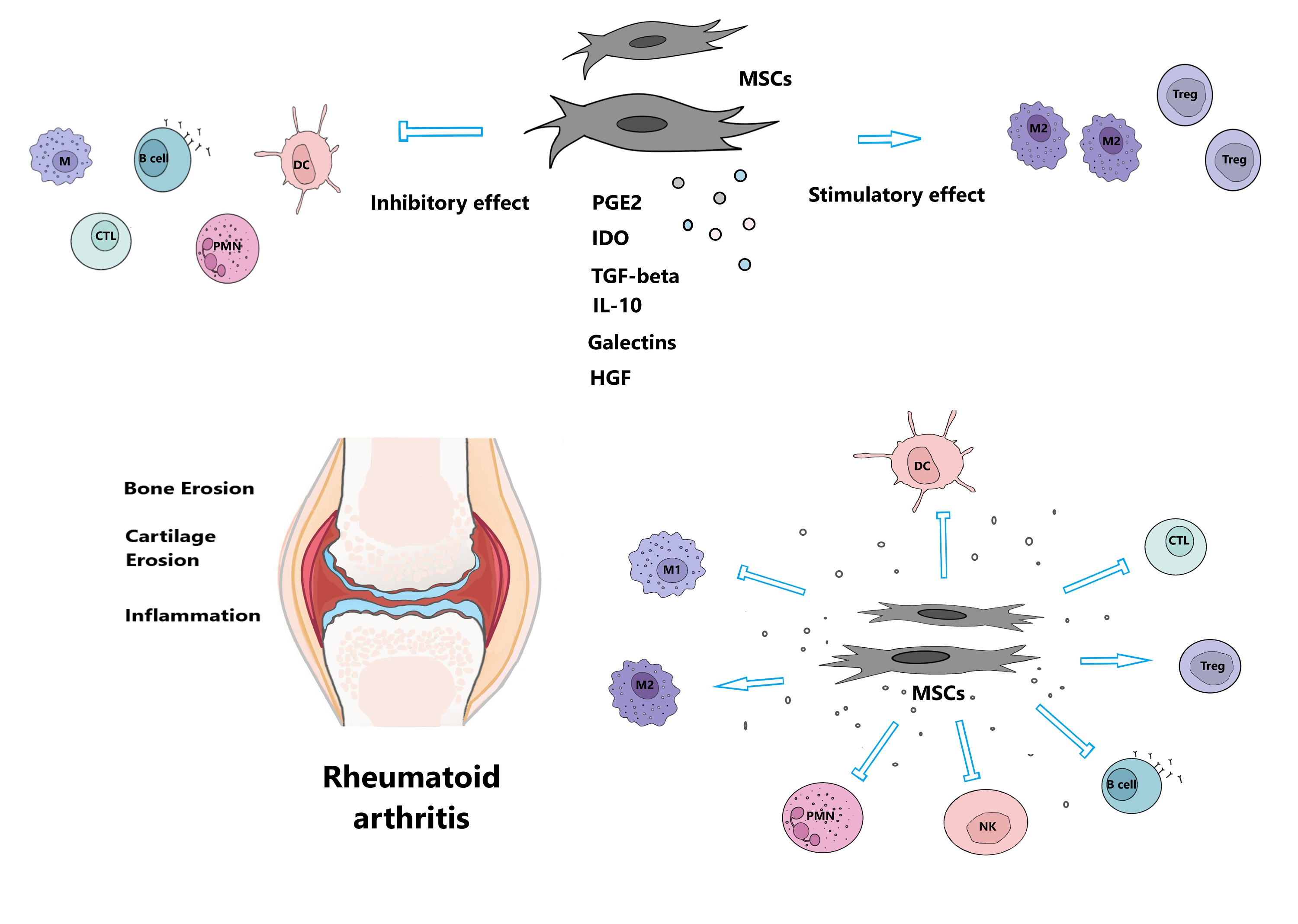 Pharmaceuticals | Free Full-Text | Interaction between Mesenchymal Stem Cells and the Immune ...