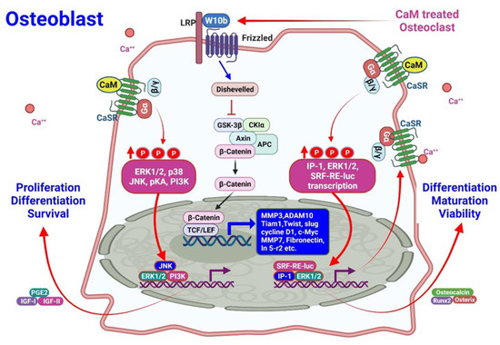 Role of Calcimimetics in Treating Bone and Mineral Disorders Related to ...