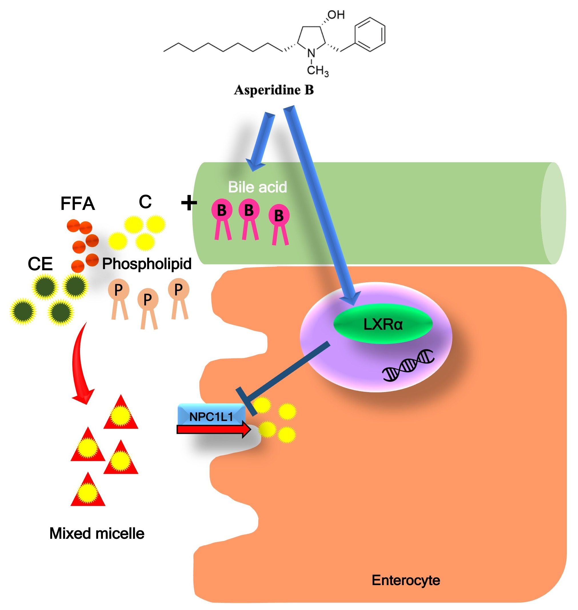 Pharmaceuticals | Free Full-Text | Cholesterol-Lowering Effects of ...
