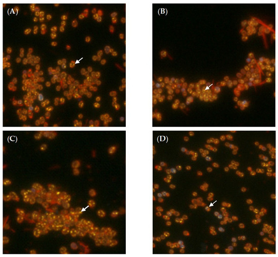 Biotransformation of (–)-Isopulegol by Rhodococcus rhodochrous