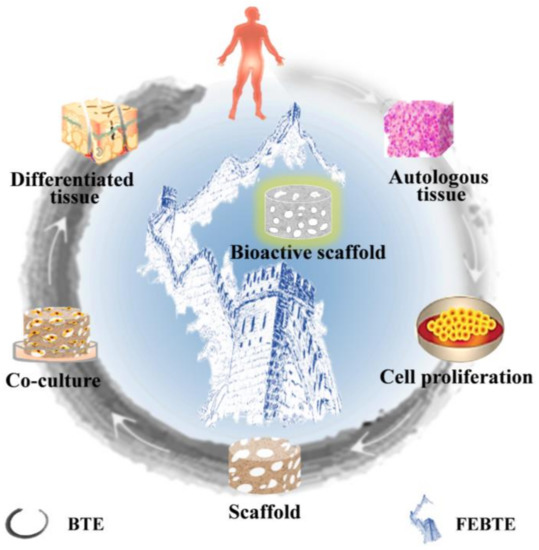 Pharmaceuticals | Free Full-Text | Chitosan-Based Scaffolds for Facilitated Endogenous Bone Re ...