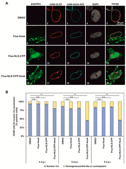 A Peptide Inhibitor of the Human Cytomegalovirus Core Nuclear Egress ...