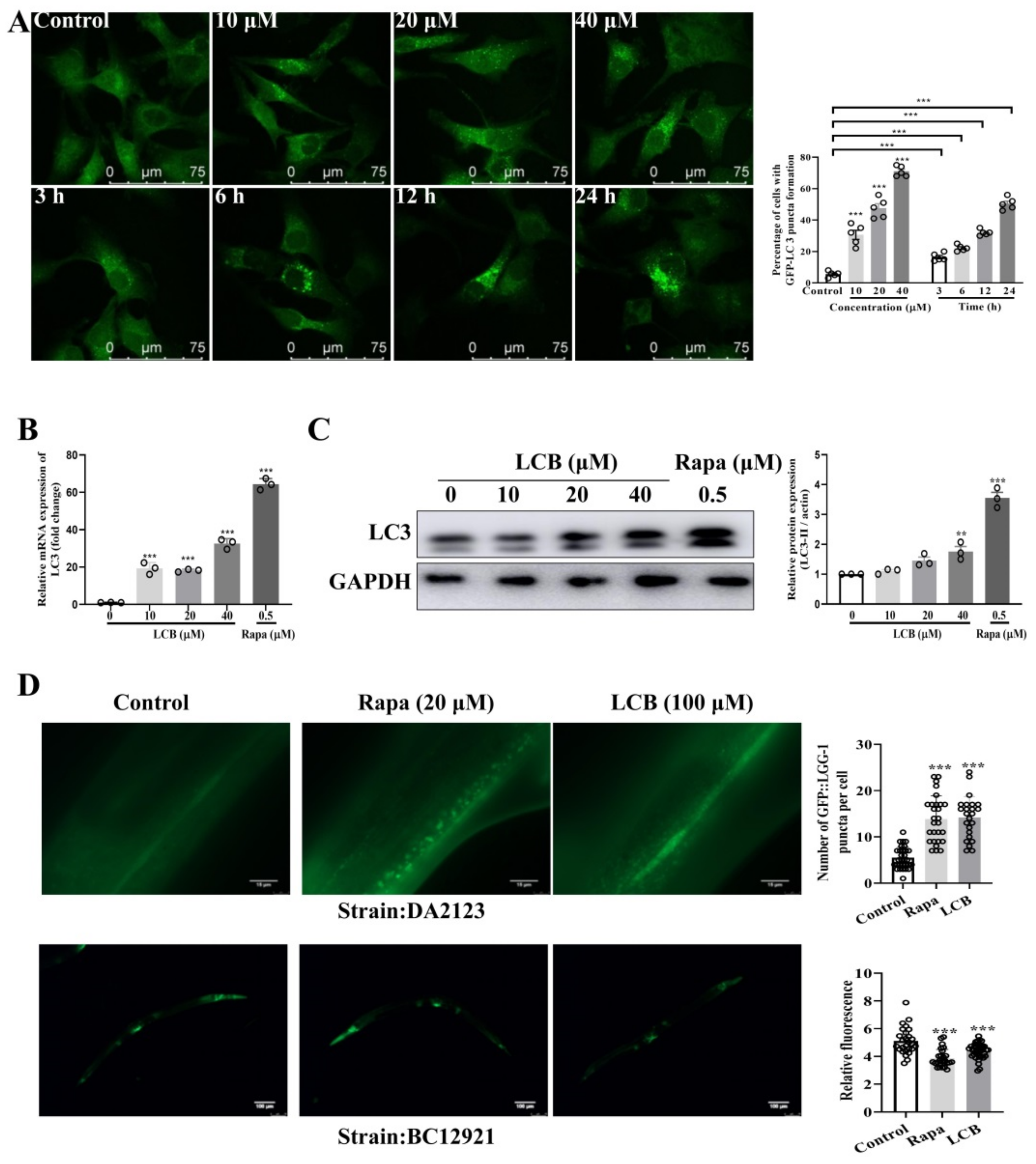 Licochalcone B, a Natural Autophagic Agent for Alleviating Oxidative Stress-Induced Cell Death ...