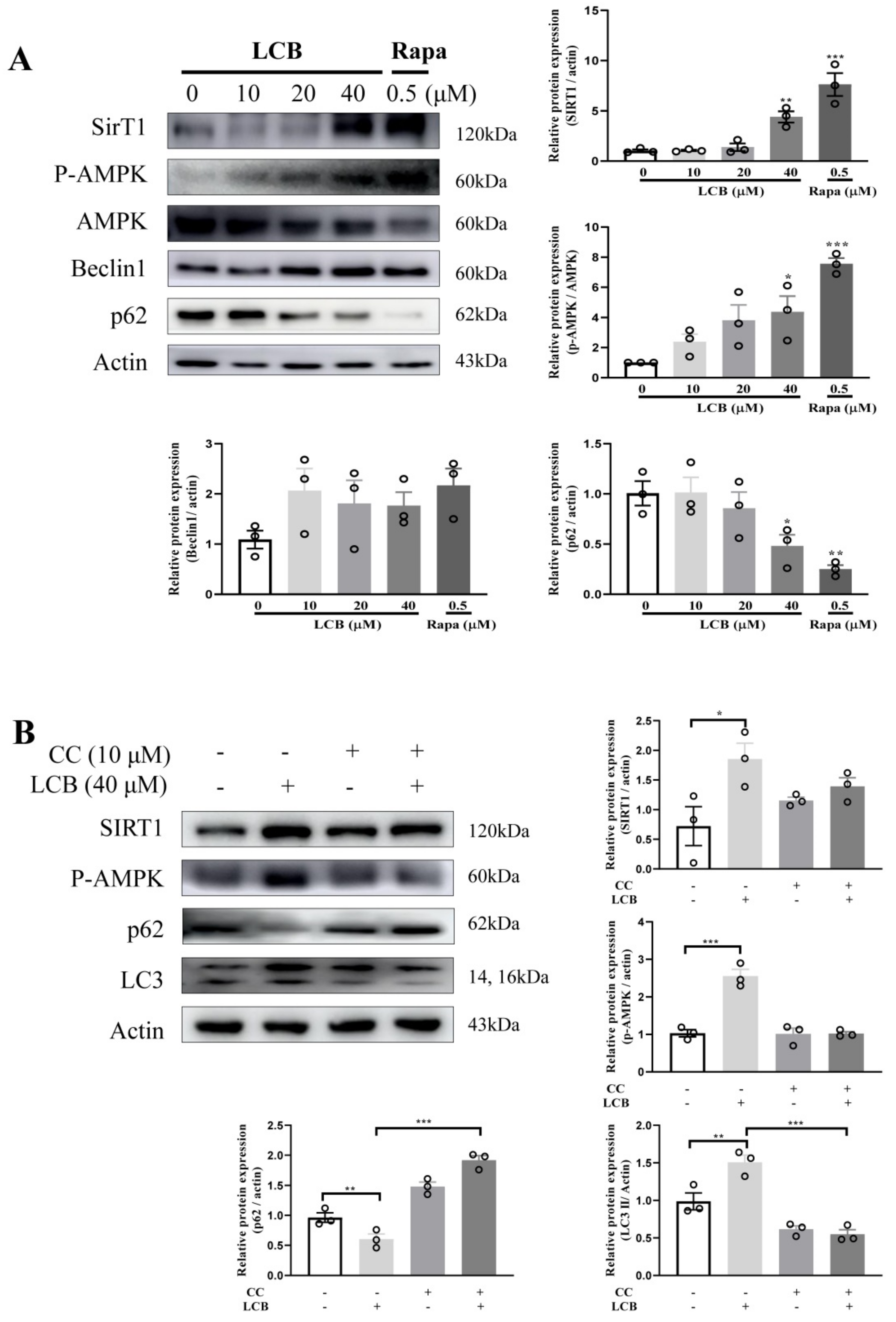 Licochalcone B, a Natural Autophagic Agent for Alleviating Oxidative Stress-Induced Cell Death ...
