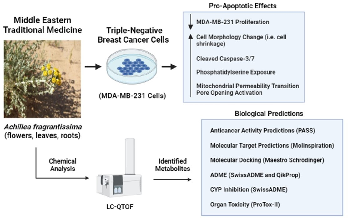 Pharmaceuticals | Free Full-Text | Achillea fragrantissima (Forssk ...