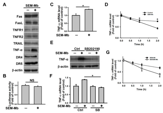 Carboxyl Group-Modified Myoglobin Induces TNF-α-Mediated Apoptosis in ...