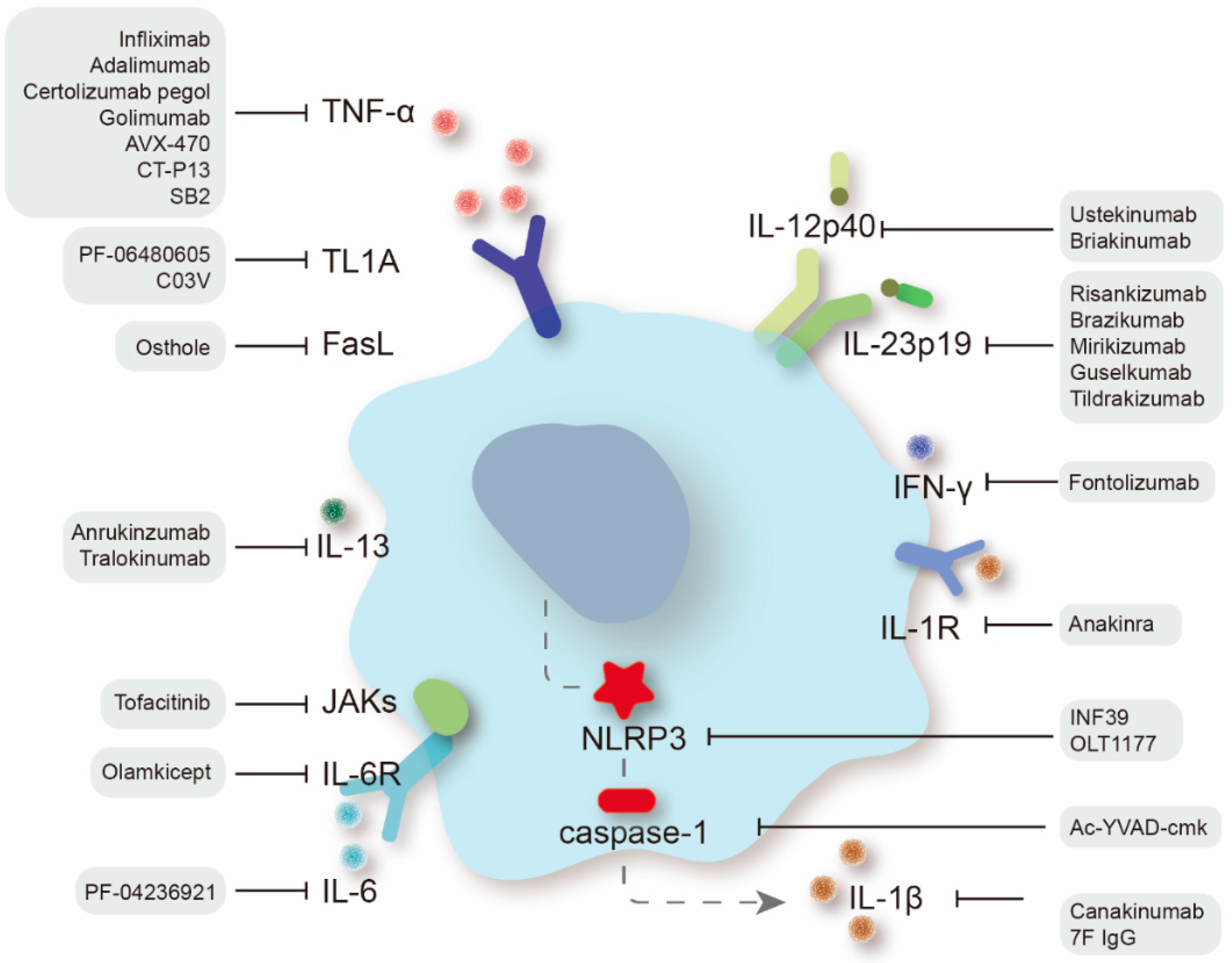 Proinflammatory Cytokine Therapeutic Agents of Inflammatory Bowel Diseases | Encyclopedia MDPI