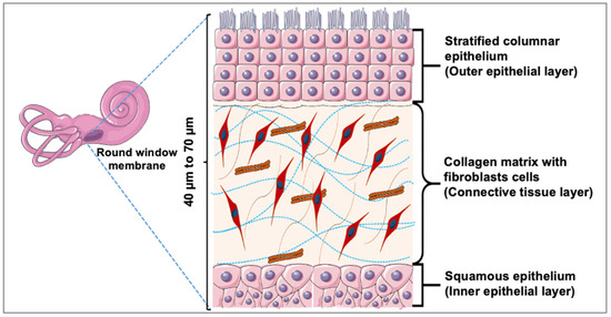 Development and Characterization of an In Vitro Round Window Membrane ...
