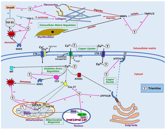 Role of Trientine in Hypertrophic Cardiomyopathy: A Review of ...