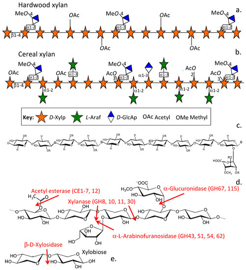 Xylan Prebiotics and the Gut Microbiome Promote Health and Wellbeing ...