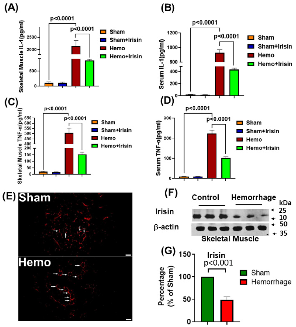 Irisin Preserves Cardiac Performance and Insulin Sensitivity in Response to Hemorrhage