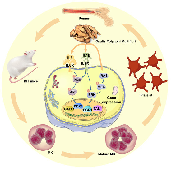 Caulis Polygoni Multiflori Accelerates Megakaryopoiesis and ...