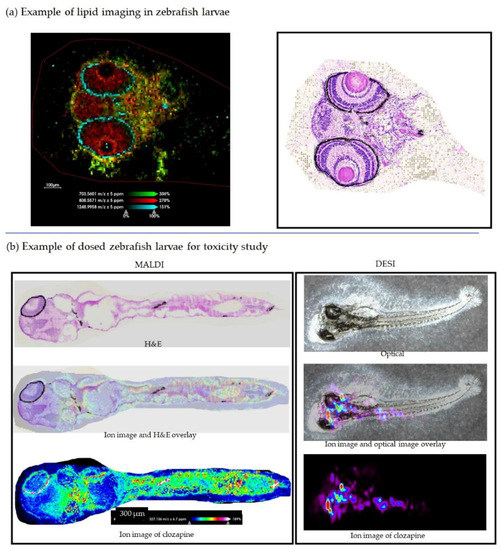 Optimization of Zebrafish Larvae Sectioning for Mass Spectrometry Imaging