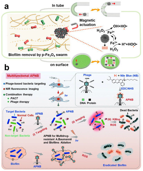 Targeted Anti-Biofilm Therapy: Dissecting Targets in the Biofilm Life Cycle