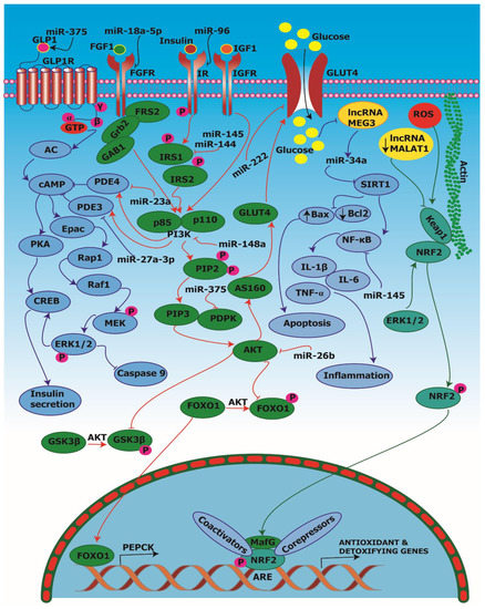 Current Insights into miRNA and lncRNA Dysregulation in Diabetes ...
