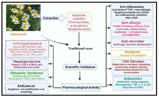 A Comprehensive Study of Therapeutic Applications of Chamomile