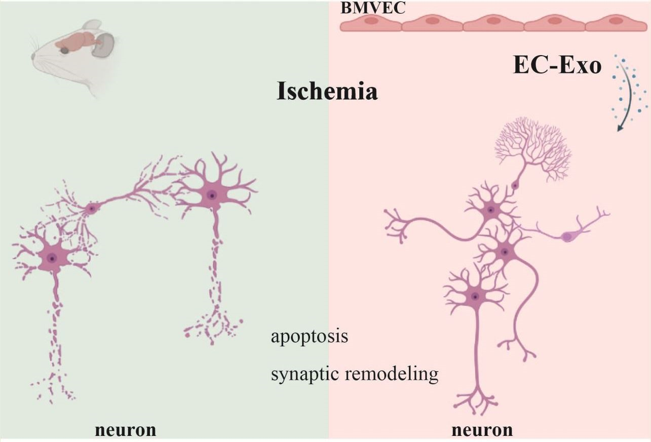 Pharmaceuticals | Free Full-Text | Brain Microvascular Endothelial Cell-Derived Exosomes Protect ...