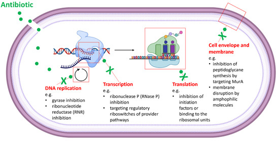 Overview on Strategies and Assays for Antibiotic Discovery