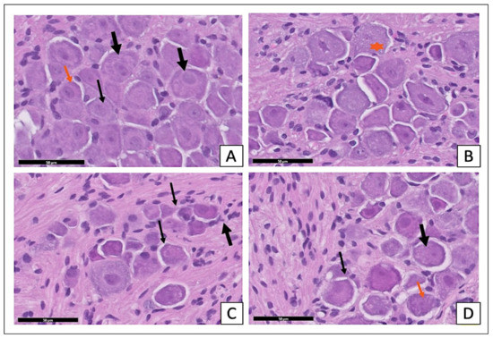 Neuroprotective Effect of Red Sea Marine Sponge Xestospongia ...