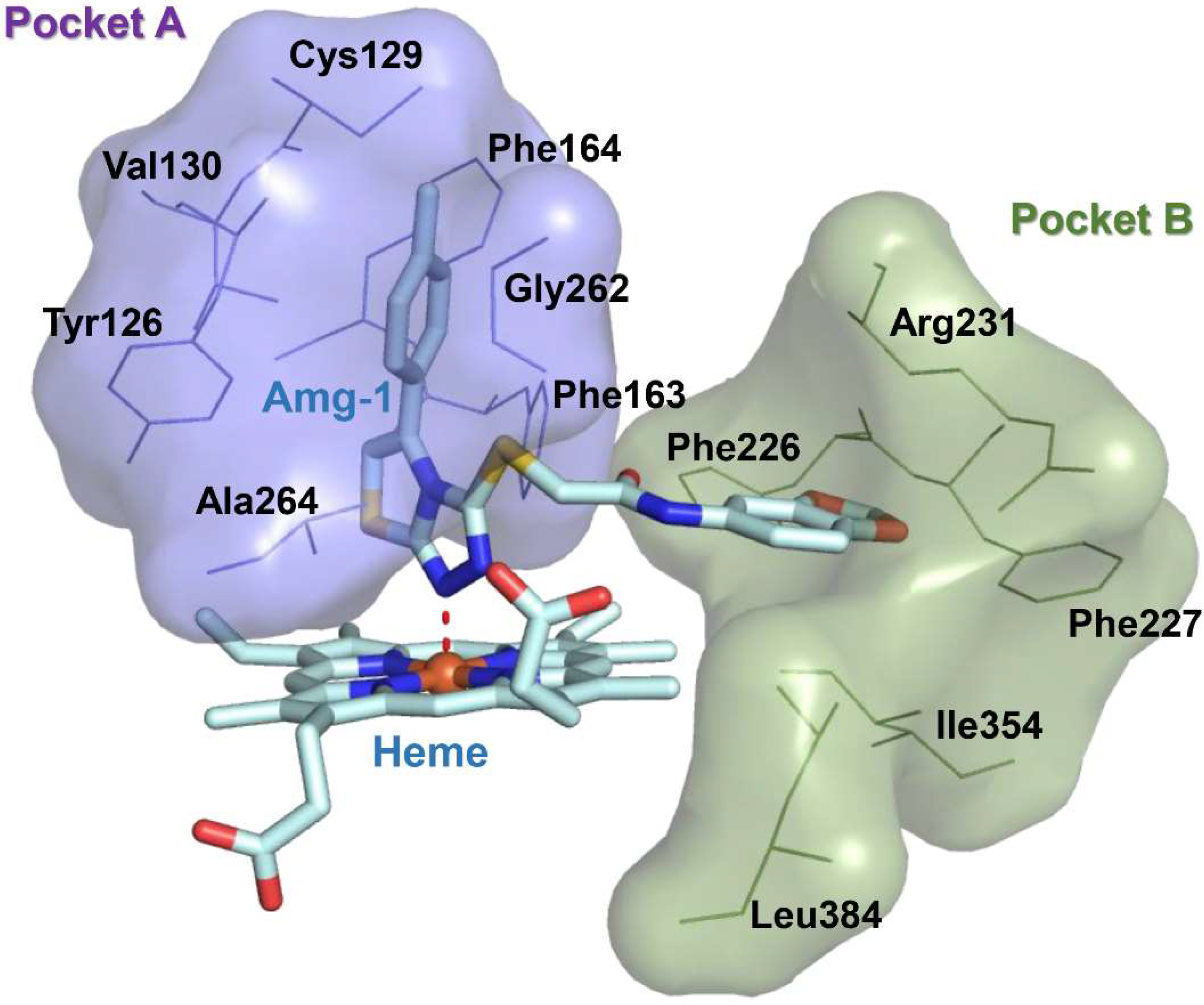 Discovery of Novel 1,2,3-triazole Derivatives as IDO1 Inhibitors