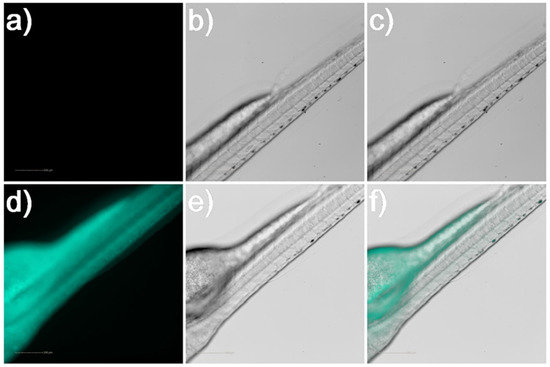 Small-Molecule Fluorescent Probe for Detection of Sulfite