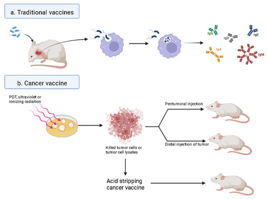 Insight into the Prospects for Tumor Therapy Based on Photodynamic ...