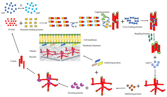 Cytoskeletal and Cytoskeleton-Associated Proteins: Key Regulators of ...