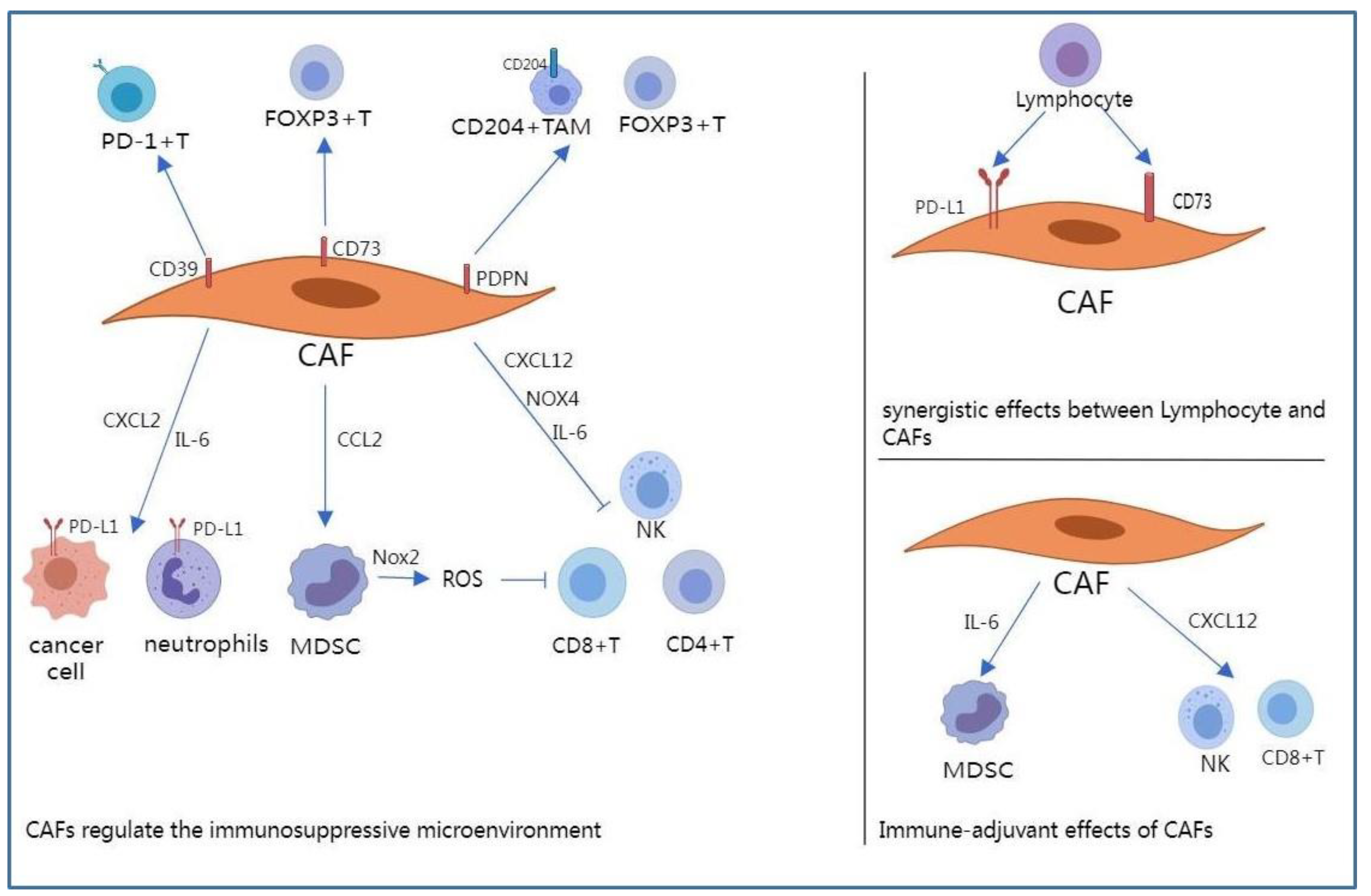 Research Progress on Therapeutic Targeting of Cancer-Associated ...