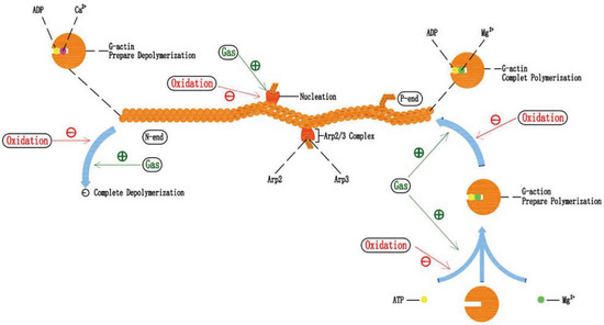 Mechanism and Prospect of Gastrodin in Osteoporosis, Bone Regeneration ...