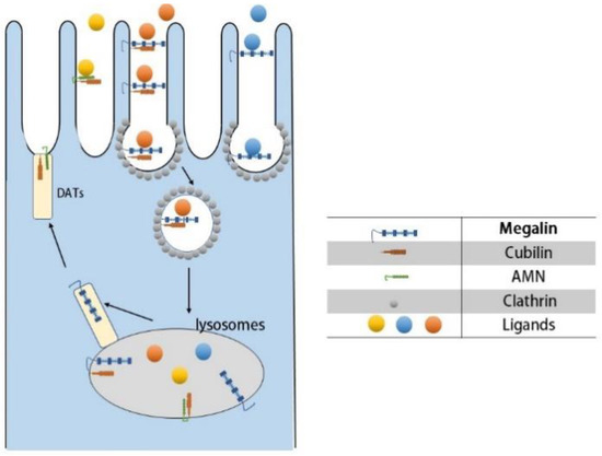 Renal Proximal Tubular Cells: A New Site for Targeted Delivery Therapy ...