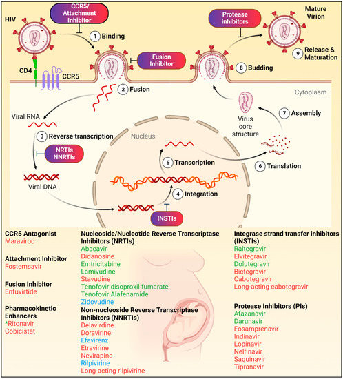 HIV-1 Integrase Strand Transfer Inhibitors and Neurodevelopment