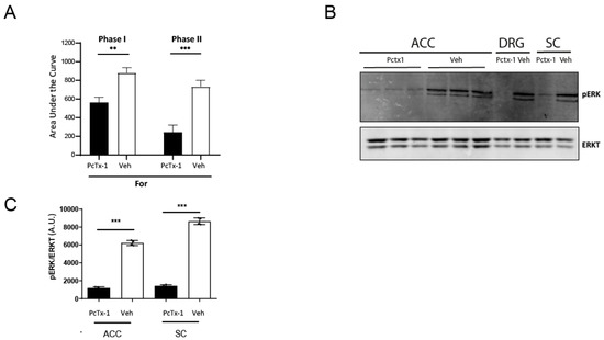 Segmental Upregulation of ASIC1 Channels in the Formalin Acute Pain ...
