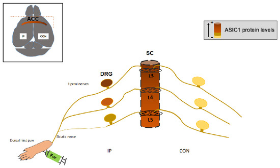 Segmental Upregulation of ASIC1 Channels in the Formalin Acute Pain ...
