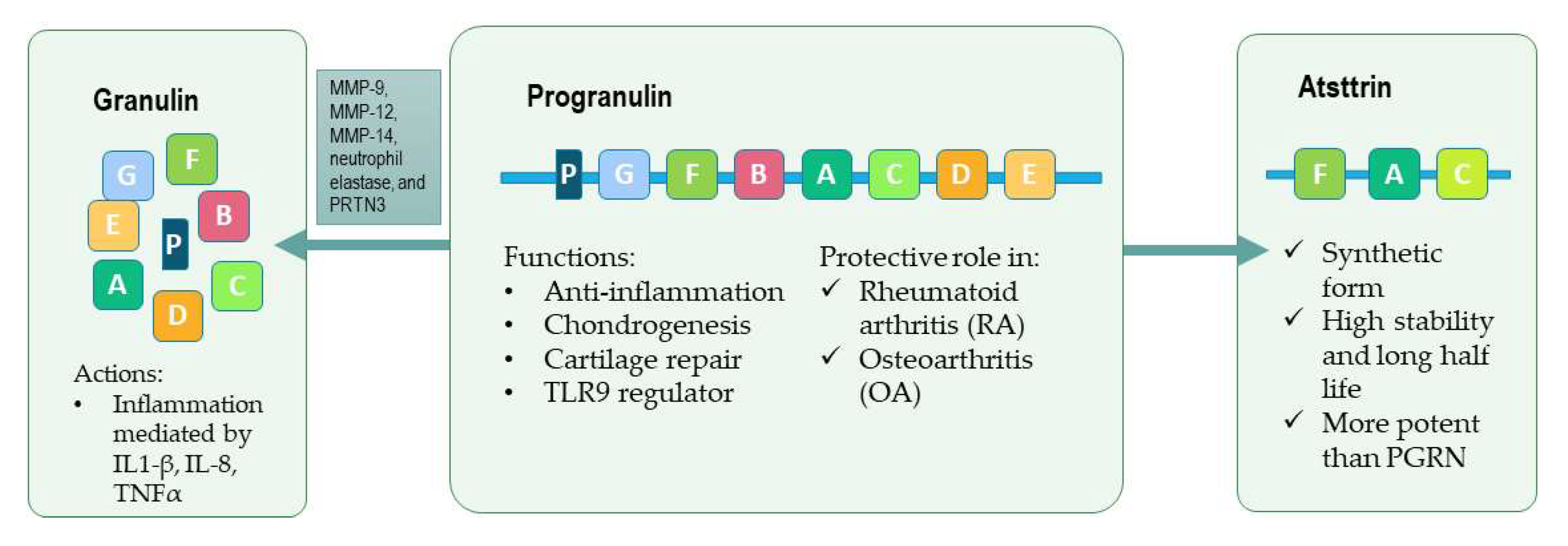 Progranulin in Musculoskeletal Inflammatory and Degenerative Disorders ...