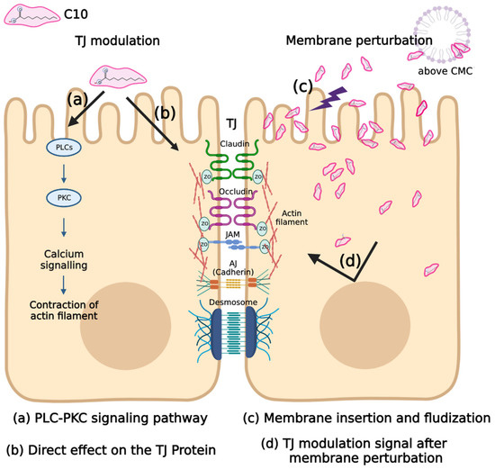 Gastrointestinal Permeation Enhancers for the Development of Oral ...