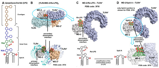 Therapeutic Targeting of TLR4 for Inflammation, Infection, and Cancer ...