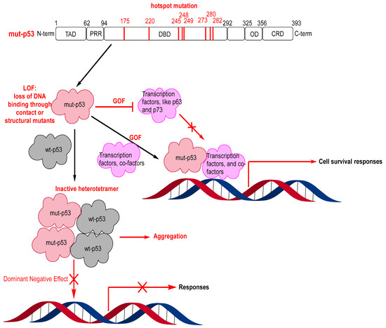 Therapeutic Strategies to Activate p53