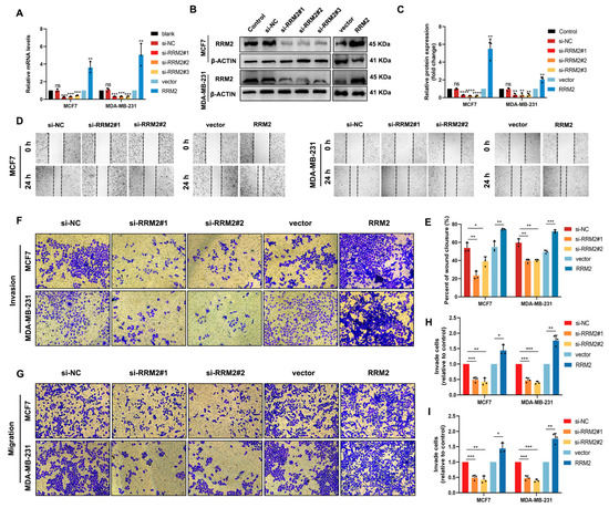 The Core-Targeted RRM2 Gene of Berberine Hydrochloride Promotes Breast ...