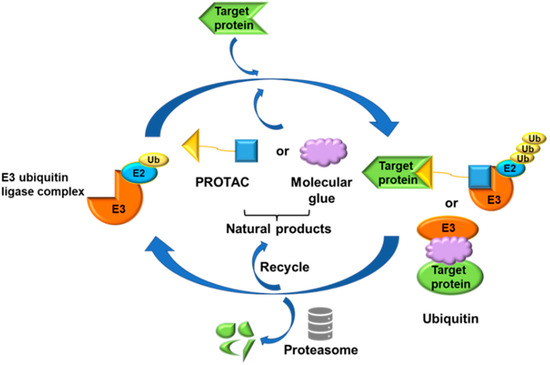 Protein-Targeted Degradation Agents Based on Natural Products