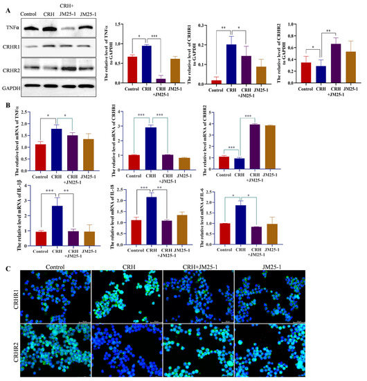 A Novel Mast Cell Stabilizer JM25-1 Rehabilitates Impaired Gut Barrier ...