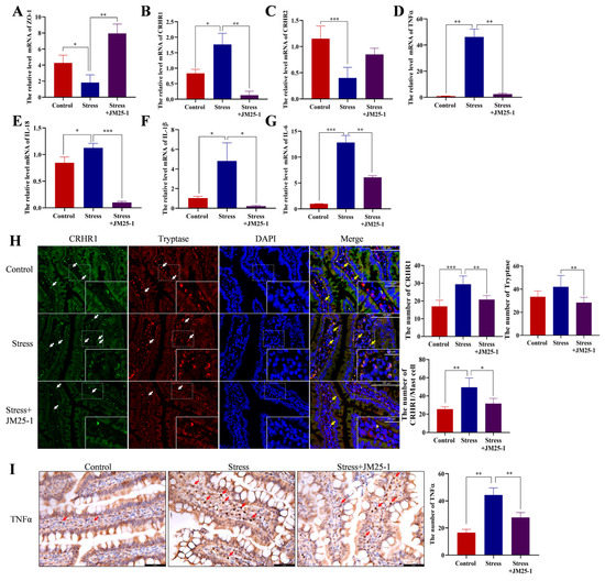 A Novel Mast Cell Stabilizer JM25-1 Rehabilitates Impaired Gut Barrier ...