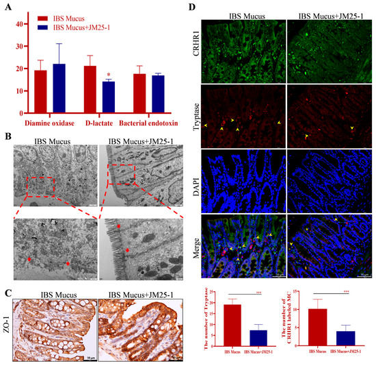 A Novel Mast Cell Stabilizer JM25-1 Rehabilitates Impaired Gut Barrier ...