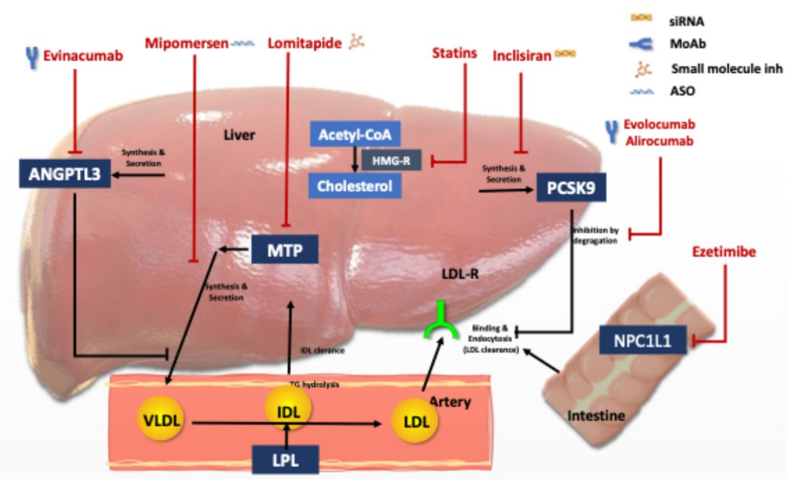 Current Treatment Options in Homozygous Familial Hypercholesterolemia