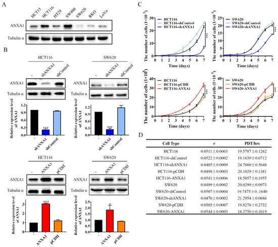 Targeting Annexin A1 as a Druggable Player to Enhance the Anti-Tumor ...