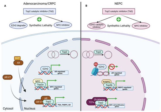The Implication of Topoisomerase II Inhibitors in Synthetic Lethality ...
