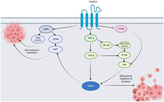 Three Members of Transmembrane-4-Superfamily, TM4SF1, TM4SF4, and ...