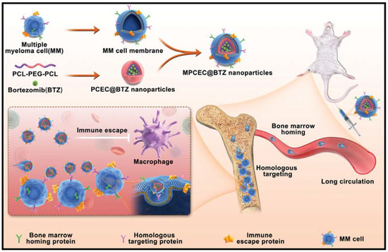 Review on Bortezomib Resistance in Multiple Myeloma and Potential Role ...
