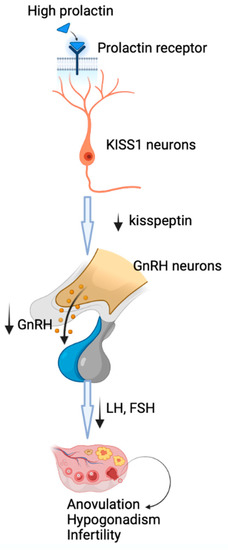Prolactin Relationship with Fertility and In Vitro Fertilization ...