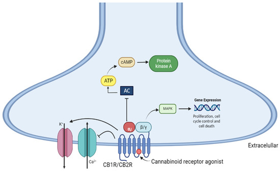 Endocannabinoid System: Chemical Characteristics and Biological Activity