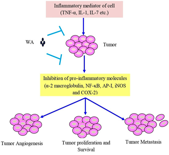 Pharmaceuticals | Free Full-Text | Withaferin A: A Pleiotropic ...